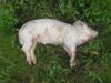 Fauna in Different Stages of Corpse Decomposition - A peep into ...