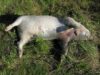 Fauna in Different Stages of Corpse Decomposition - A peep into ...