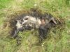 Fauna in Different Stages of Corpse Decomposition - A peep into ...