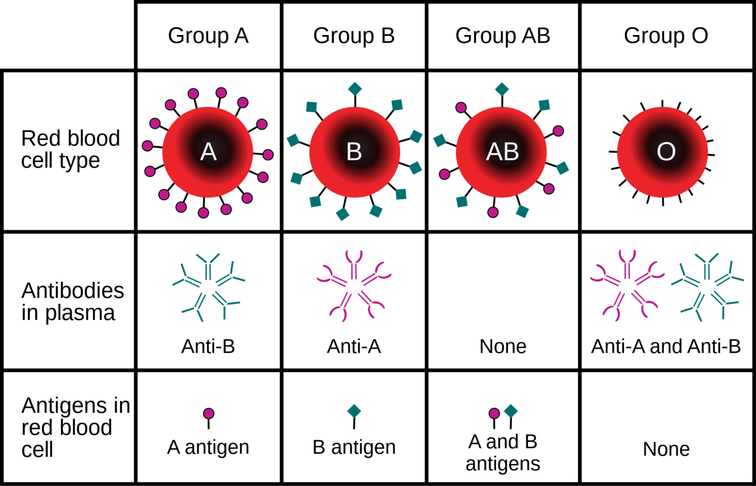 How Can Blood Typing Be Used In Forensics (2025)